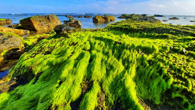 The enchanting beauty of the “moss field” in Ly Son » Vietnam News ...