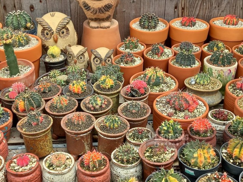 Visit the “paradise” of the largest cactus and stone lotus in Can Tho ...