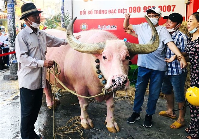 Large pink bull in Củ Chi District captivates locals » Vietnam News ...