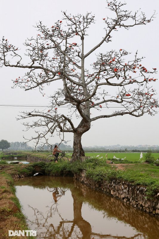 The rice flowers bloom beautifully in the suburbs of Hanoi » Vietnam ...