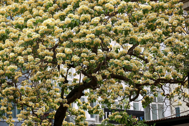 In Photos 300 year old Hoa Bun tree gorgeously blooms in the heart of ...
