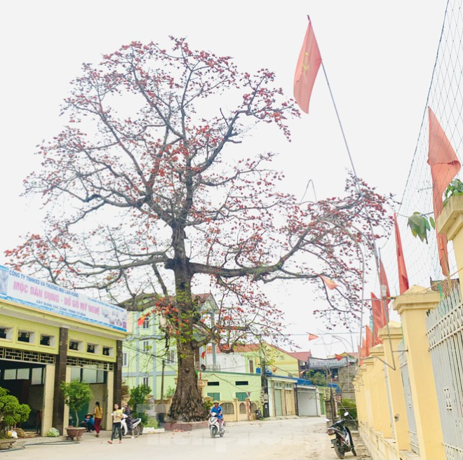 In Photos 300 year old Hoa Bun tree gorgeously blooms in the heart of ...