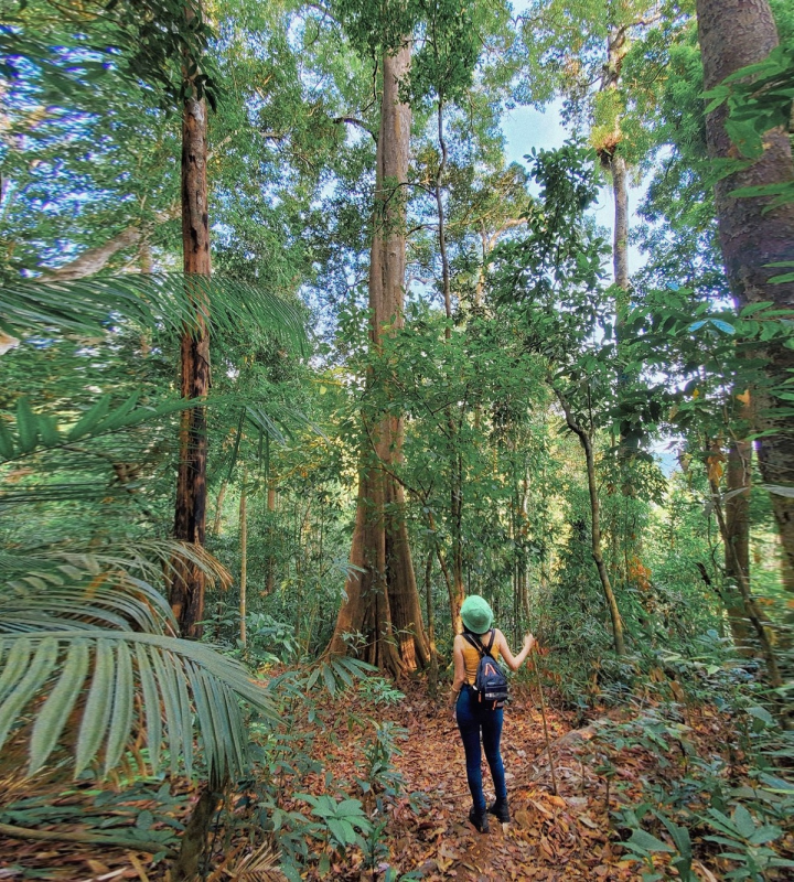 Discover the surreal beauty of Bu Gia Map forest » Vietnam News ...