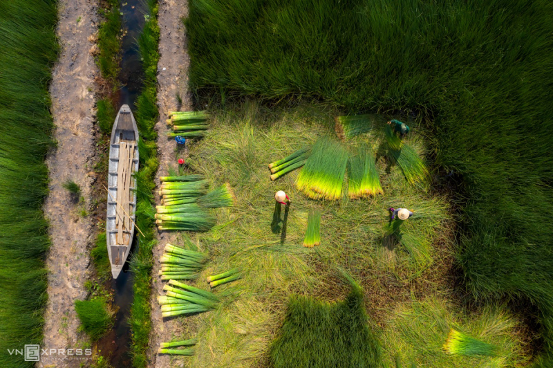 Sedge grass harvest in a 100 year old mat weaving village » Vietnam ...