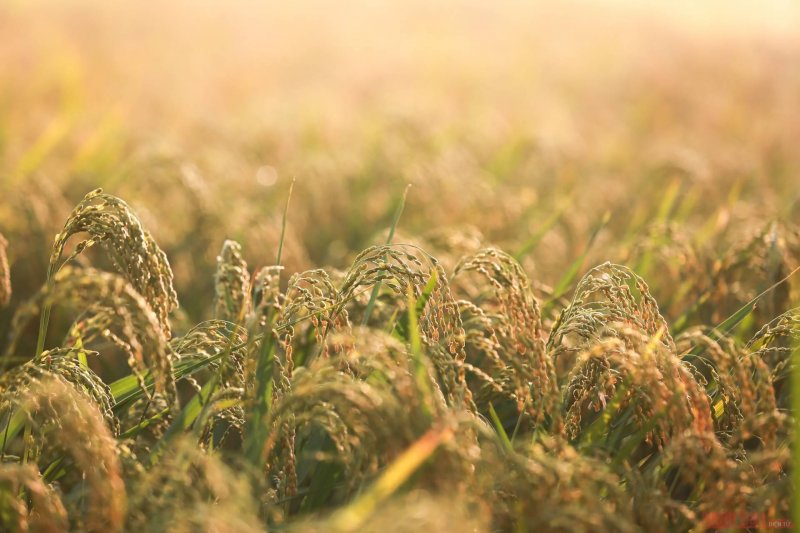 Ripening rice season in the sweltering summer sun » Vietnam News ...