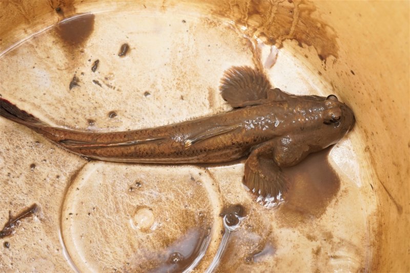 Strange job in the West: The man for 30 years surfed on the mud to ...