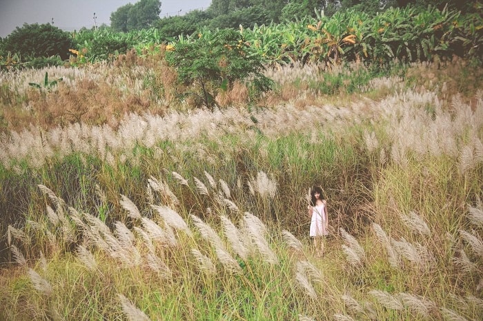 Regret all youth if you don’t check in to Ngoc Thuy Hanoi reed grass ...