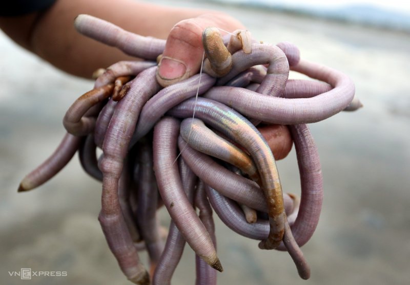 Dig sand to catch water worms » Vietnam News - Latest Updates and World ...