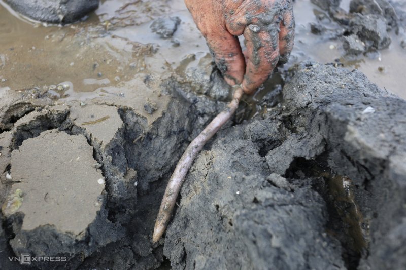 Dig sand to catch water worms » Vietnam News - Latest Updates and World ...