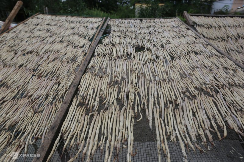 Dig sand to catch water worms » Vietnam News - Latest Updates and World ...