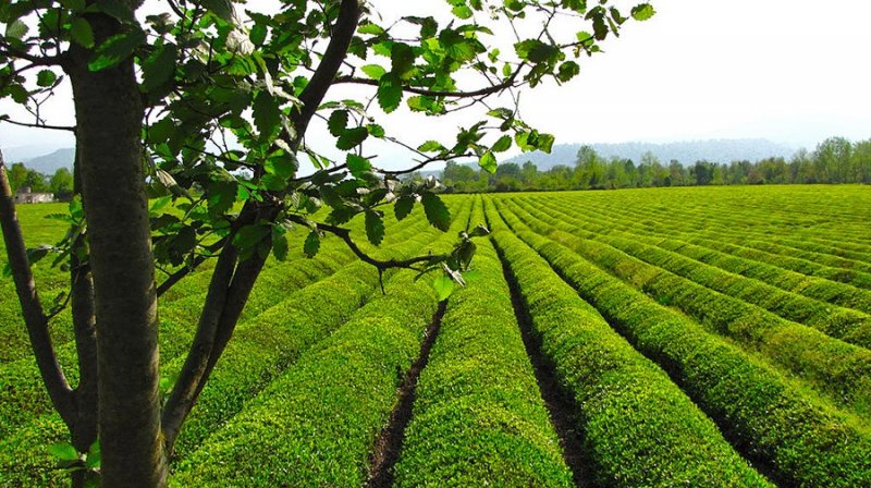 Top 10 Largest Tea Producing Countries in The World » Vietnam News ...