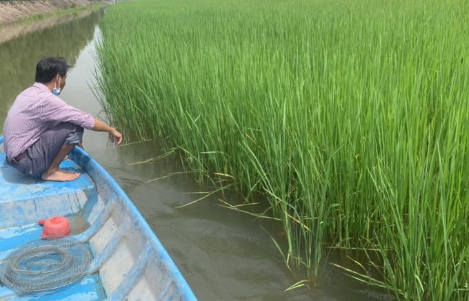 Breeding wild fish and giant freshwater prawns in rice fields in the ...
