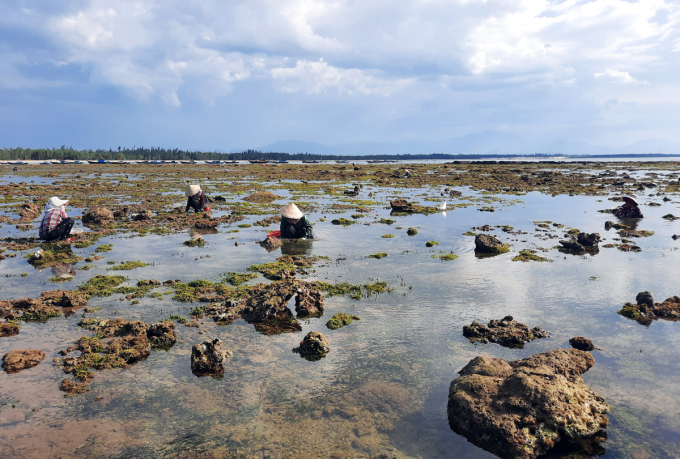 Catching clams on the rock » Vietnam News - Latest Updates and World ...
