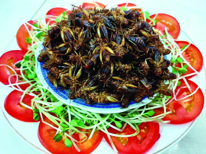 A bug’s afterlife: Vietnamese diners find growing appetite for farmed ...