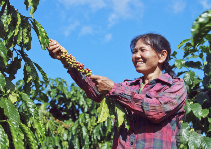 Mindset reconstruction towards Central Highlands coffee » Vietnam News ...