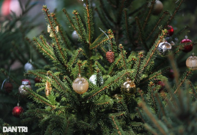 Christmas trees imported from cold European countries are sold all over ...