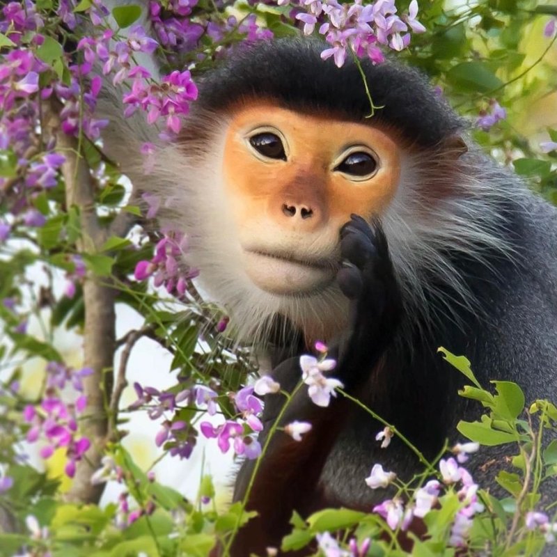 Close-up of the rare “primate queen” in Son Tra peninsula » Vietnam ...