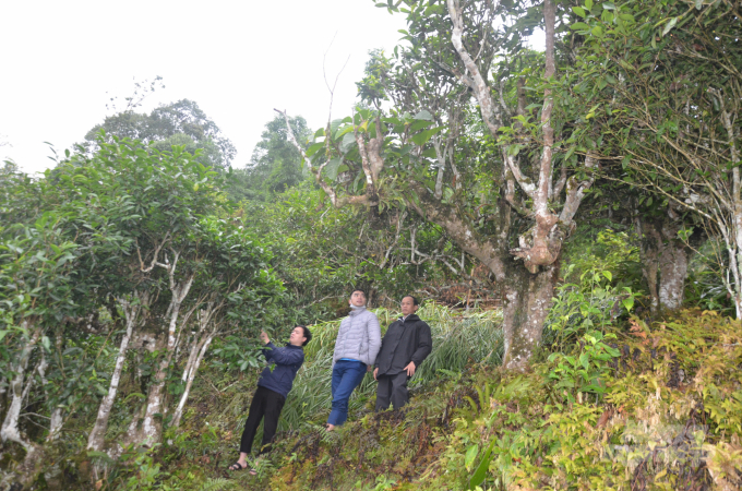 The centuries-old tea forest » Vietnam News - Latest Updates and World ...