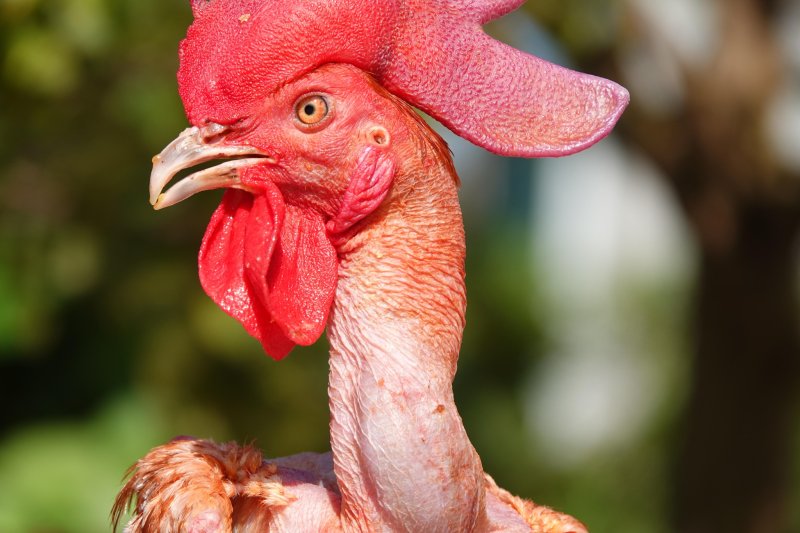 The strange chicken of 8X in the West: The body is hairless, likes to ...