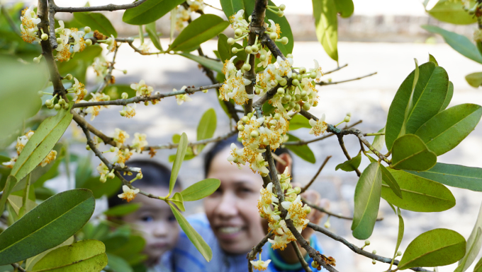 300 years old Bach Mai tree in the Western » Vietnam News - Latest ...