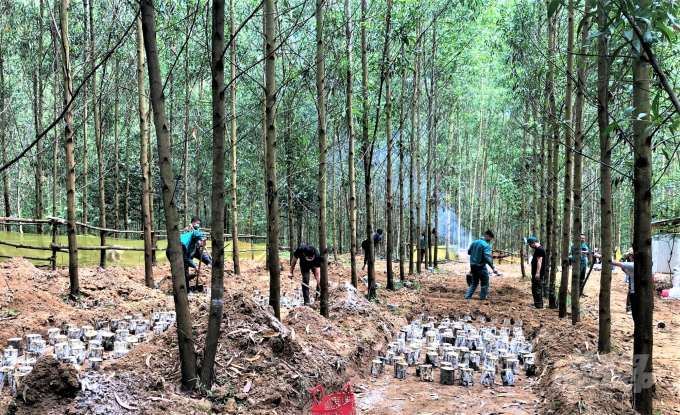 Herbal plant: Proper solution for economic development under forest ...