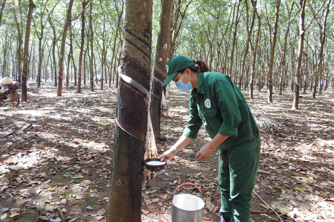 Rubber and expectations for a great year of exports » Vietnam News ...
