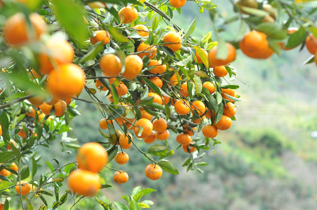 The capital of ripe tangerines on the rocky mountains of Lam Dong ...