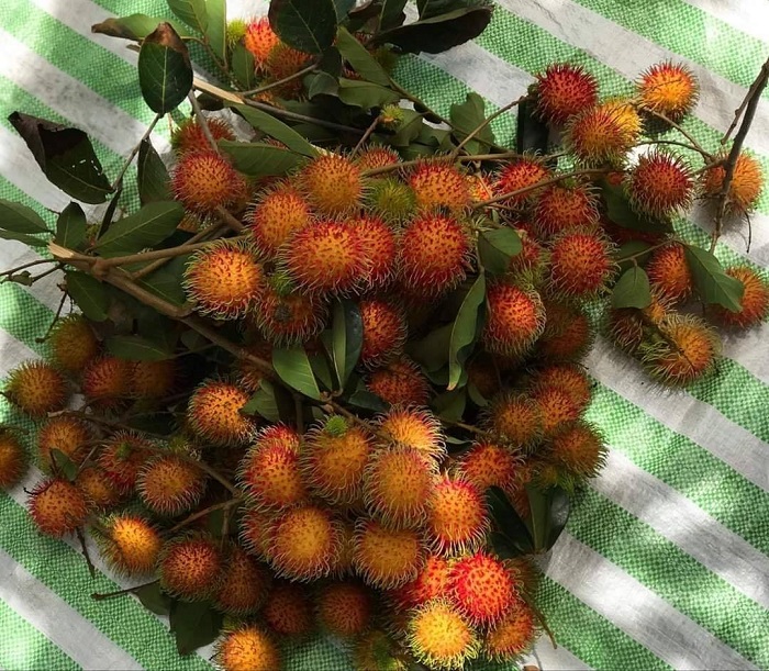 Experience going to Ut Phuong fruit garden to have fun, live virtual ...