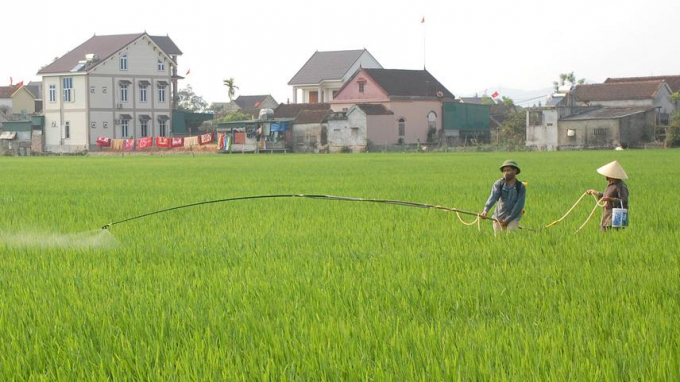 The truth about pest-resistant rice varieties » Vietnam News - Latest ...