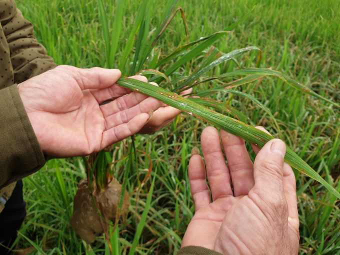 The truth about pest-resistant rice varieties » Vietnam News - Latest ...