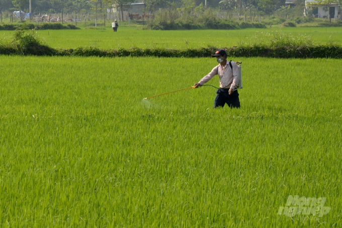 The truth about pest-resistant rice varieties » Vietnam News - Latest ...