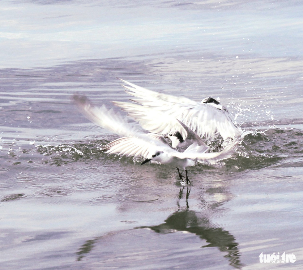 Photos: Seagull hunting season in Vietnam’s Mekong Delta » Vietnam News ...