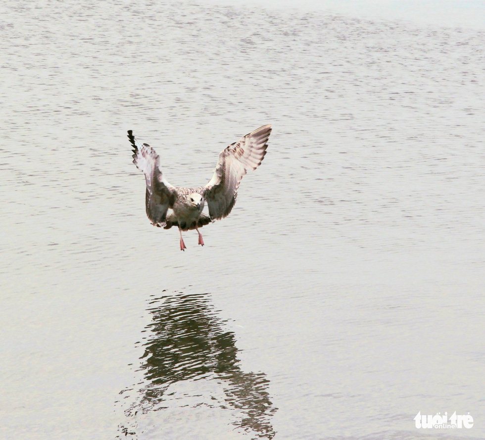 Photos: Seagull hunting season in Vietnam’s Mekong Delta » Vietnam News ...