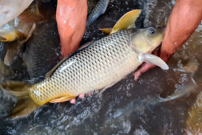 Becoming a billionaire in the West thanks to raising crispy carp ...