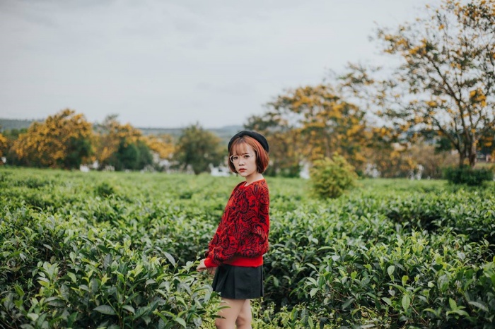 Discover the famous Bau Can tea hill with hundreds of years of ancient ...