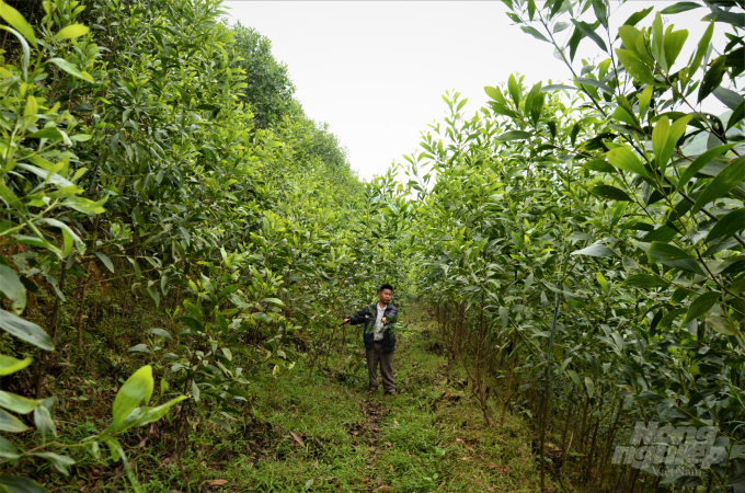 Acacia trees need to be planned alongside large timber plantation ...
