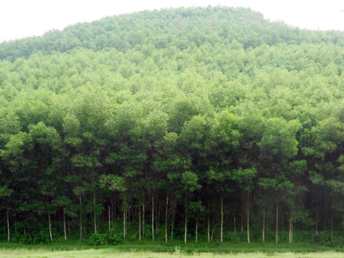 Acacia trees need to be planned alongside large timber plantation ...