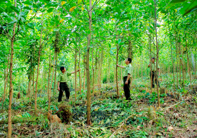 Insurance policy needed for large timber plantations » Vietnam News ...