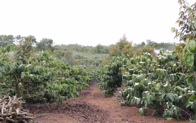 The coffee landscape model and its wonderful benefits » Vietnam News ...