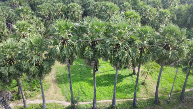 The profession of climbing jaggery in the remote region » Vietnam News ...