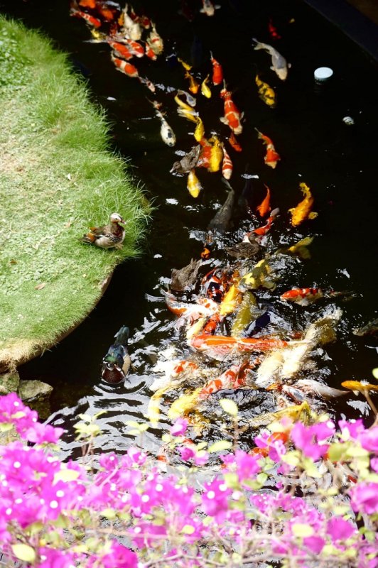 Koi fish cafes in Saigon have a beautiful space with schools of ...