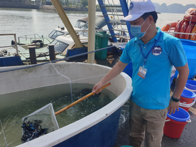 Releasing fish fingerlings to regenerate the Gulf of Tonkin's aquatic ...