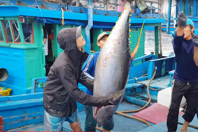 Vietnamese tuna has an impressive return to the Saudi Arabian market ...