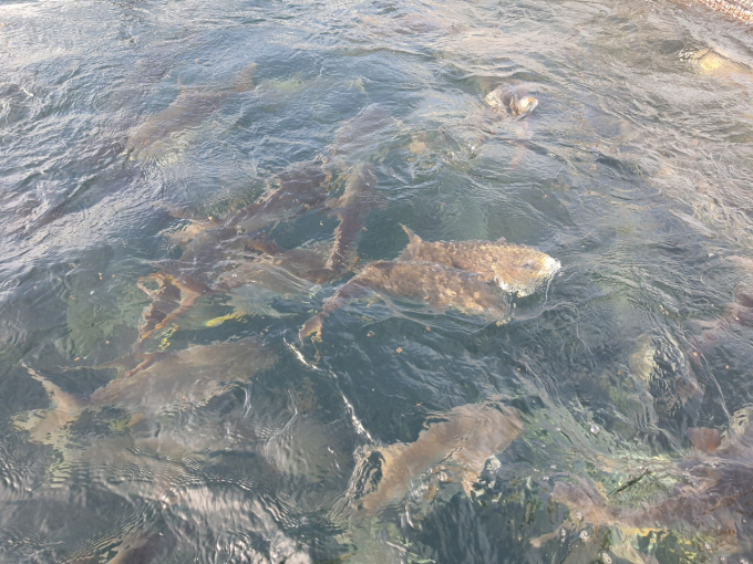 Institute in Khanh Hoa province masters the yellowfin pompano breeding ...