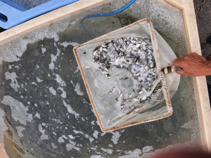 Institute in Khanh Hoa province masters the yellowfin pompano breeding ...