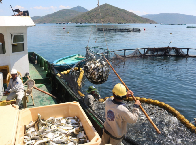 Institute in Khanh Hoa province masters the yellowfin pompano breeding ...