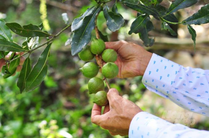 The massive export potential of Vietnam's macadamia » Vietnam News ...