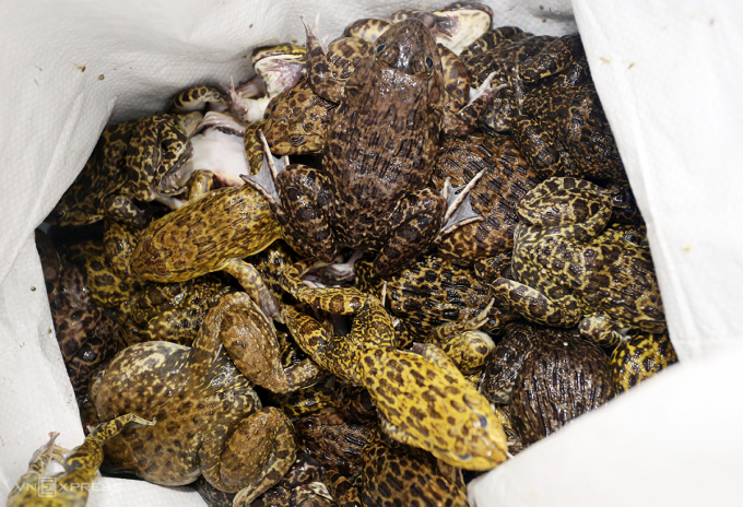 Catching field frogs after thunderstorms » Vietnam News - Latest ...