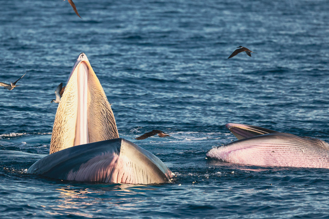 Vietnamese photographer snaps incredible pictures of Bryde’s whales ...