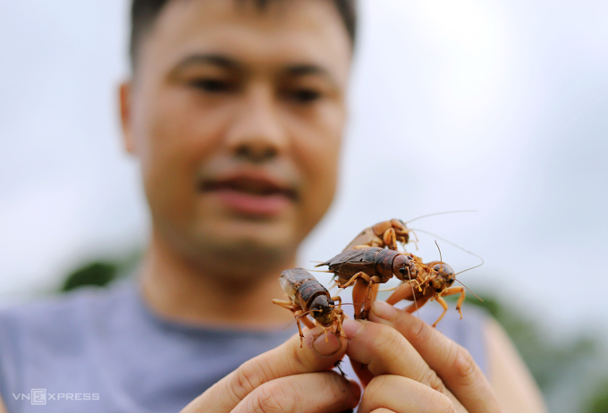 Cricket hunting season » Vietnam News - Latest Updates and World ...